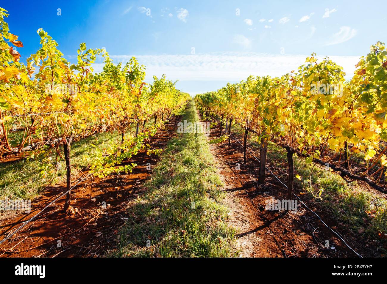 Vineyard, king valley victoria hi-res stock photography and images - Alamy