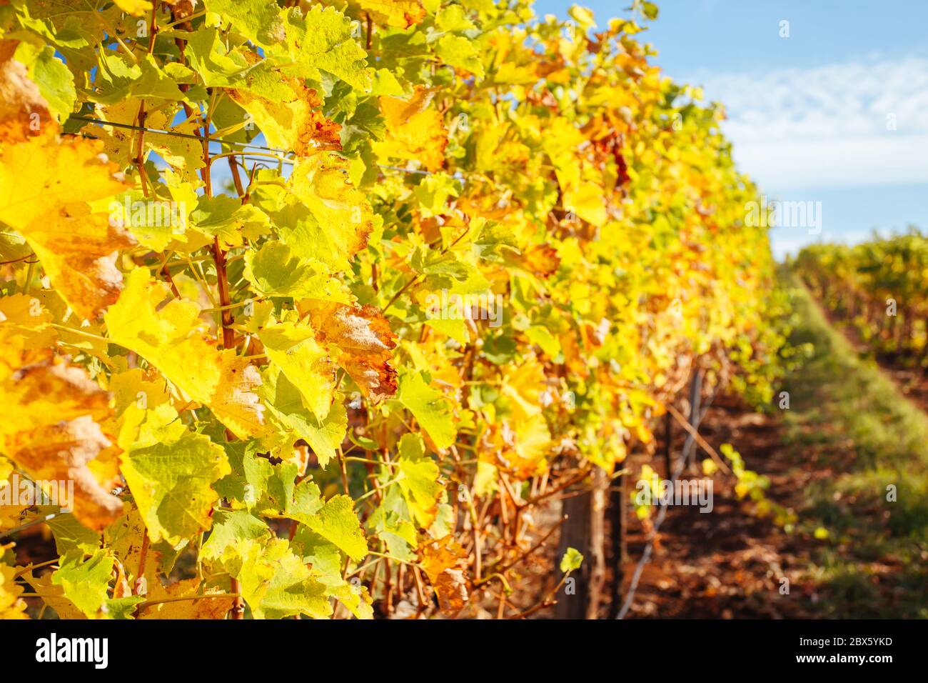 Vineyard, king valley victoria hi-res stock photography and images - Alamy
