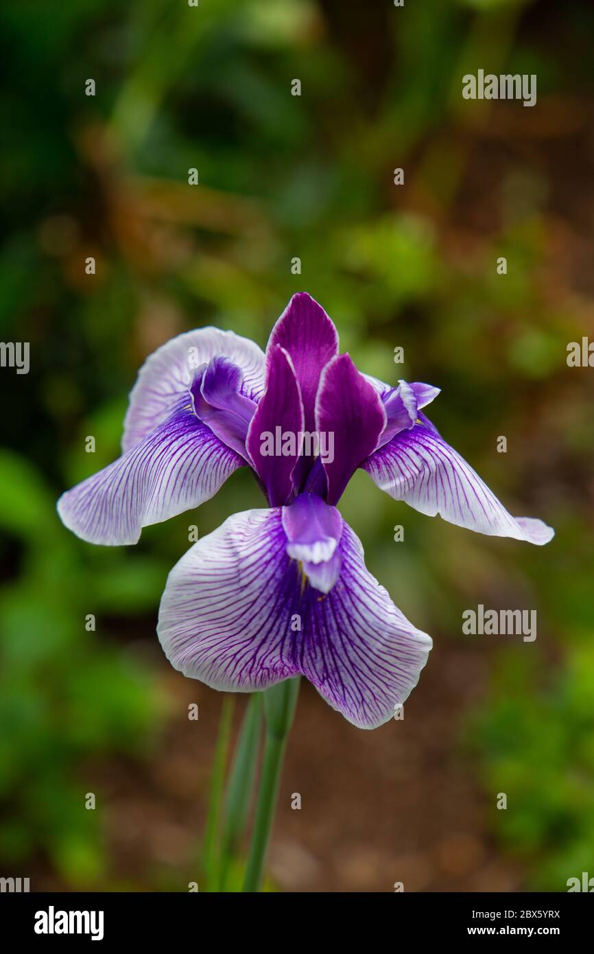 Iris Ensata Rowden Sirdar, a striking iris with its vivid purple petals ...