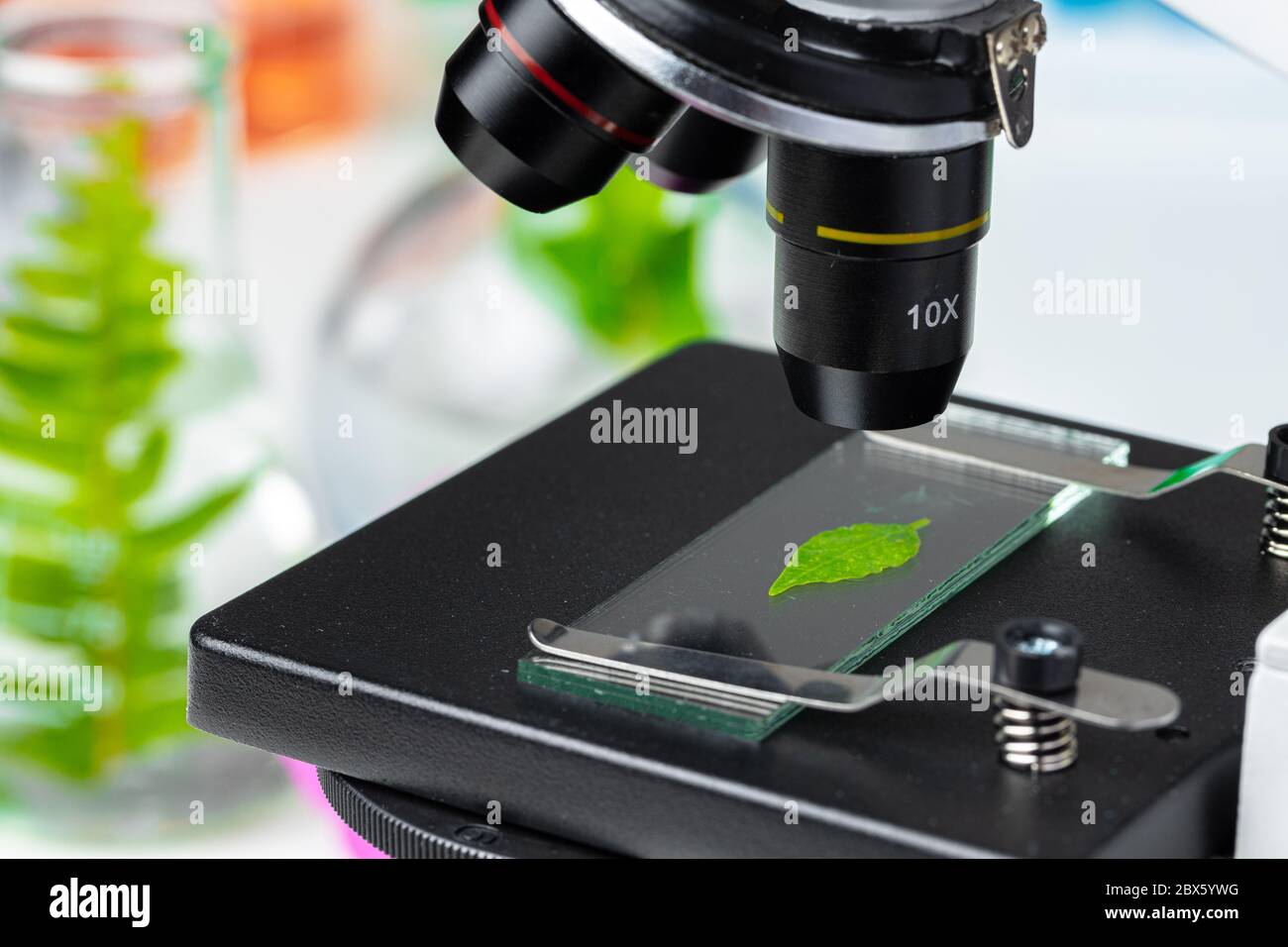 Close up of a plant leaf on a glass slide in a microscope ...