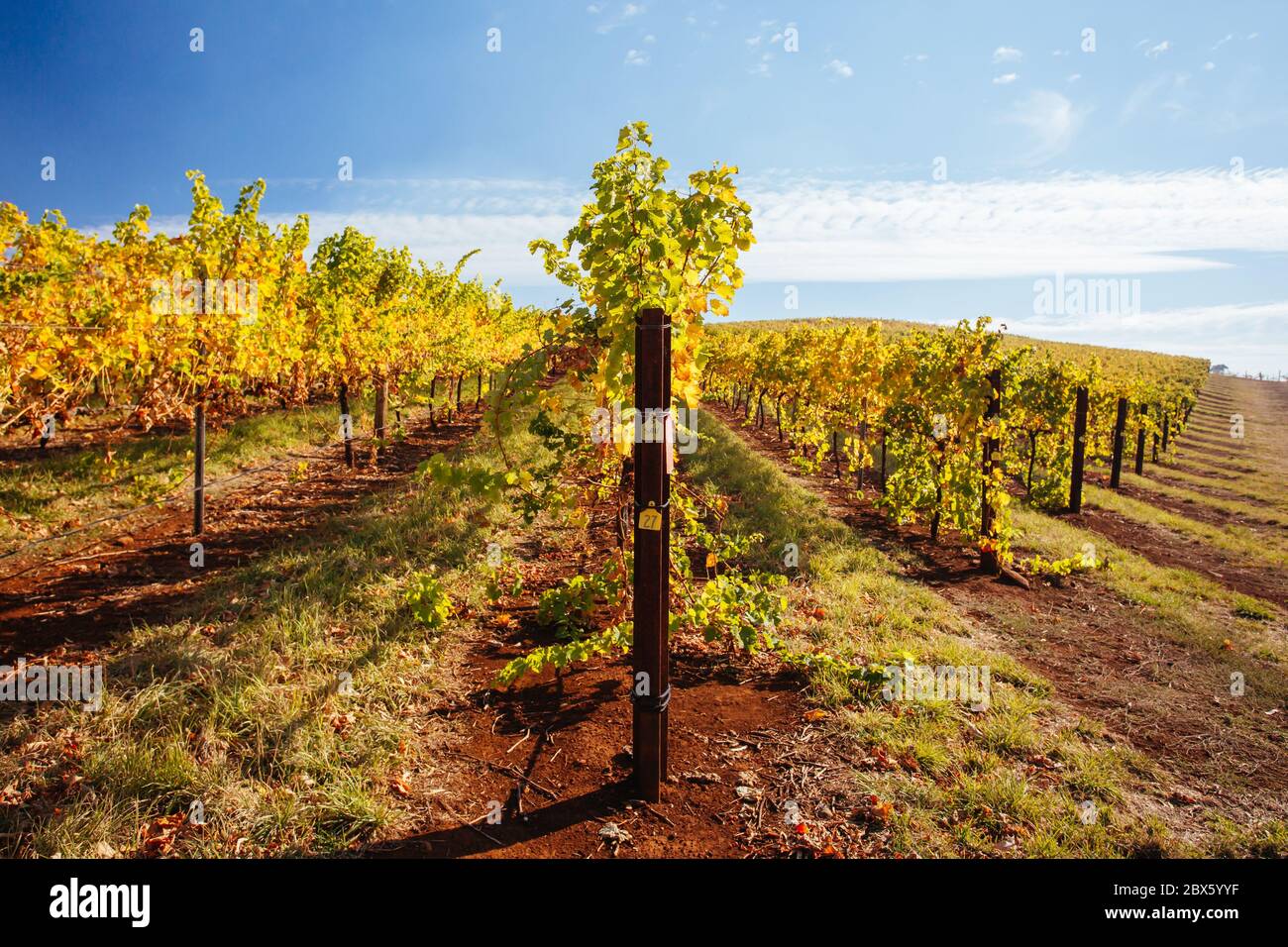 Vineyard, king valley victoria hi-res stock photography and images - Alamy