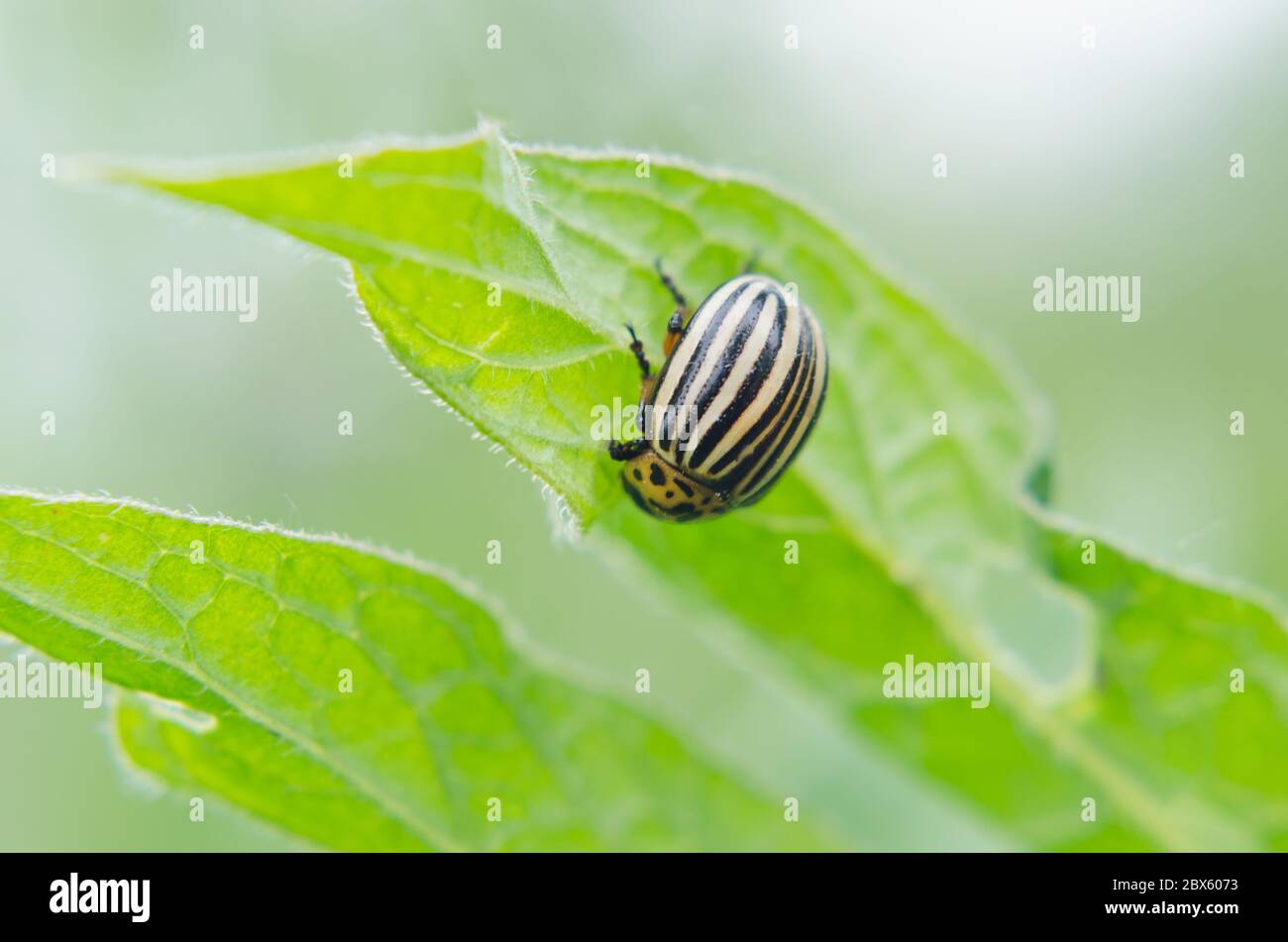 Colorado potato bug hi-res stock photography and images - Alamy