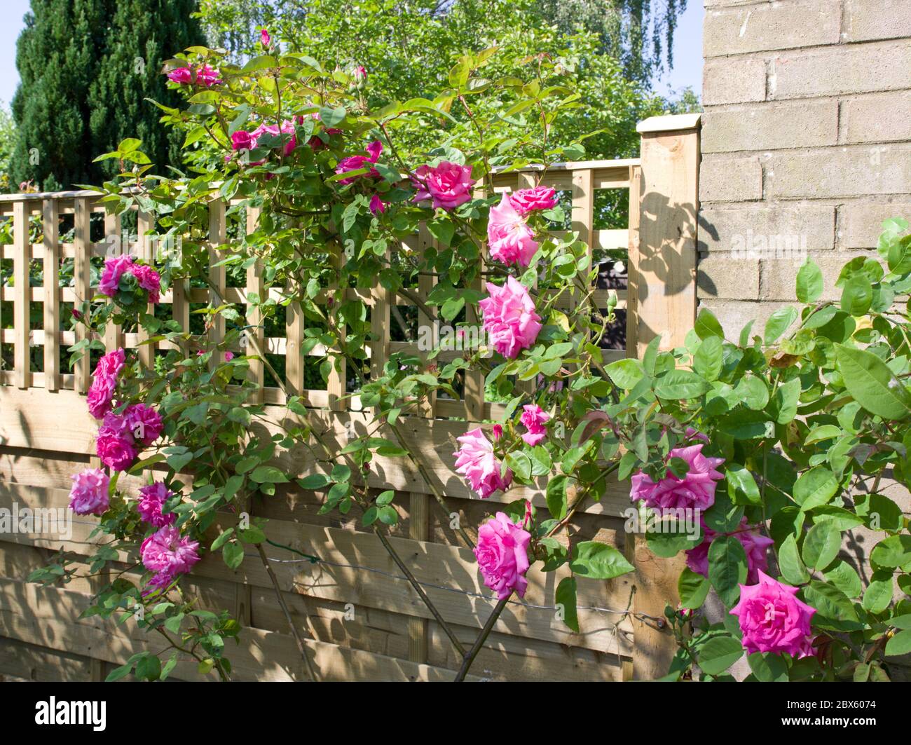 Zephirine drouhin rose hi-res stock photography and images - Alamy