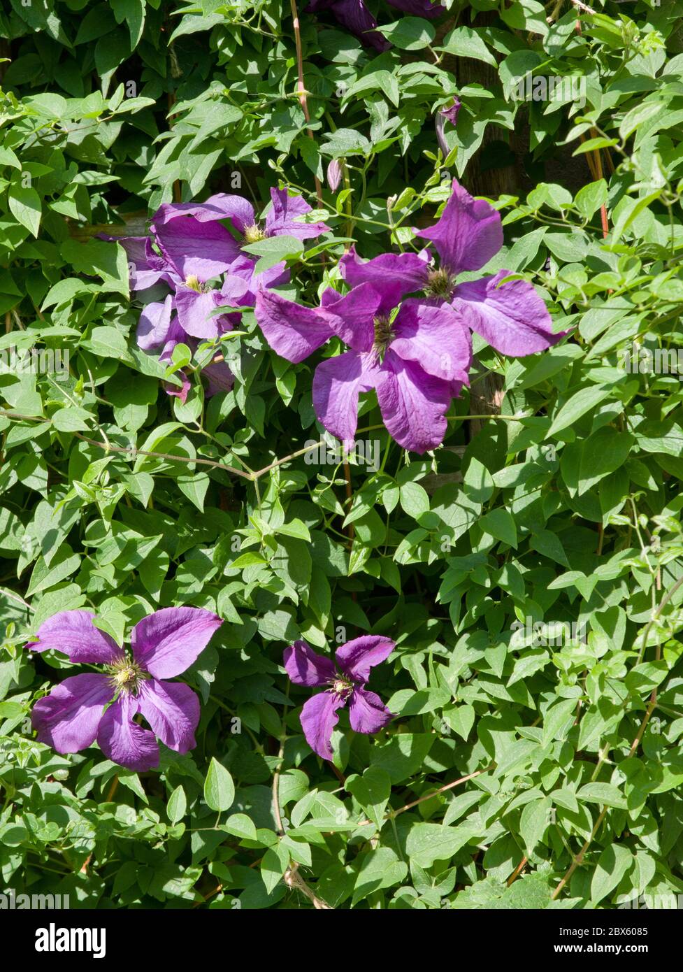 Clematis etoile violette hi-res stock photography and images - Alamy
