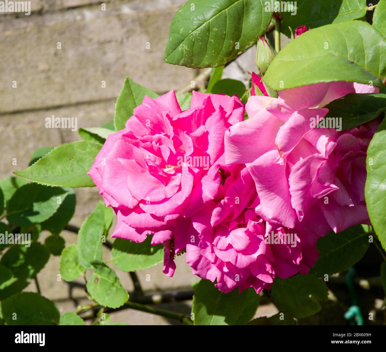 Zephirine drouhin rose hi-res stock photography and images - Alamy