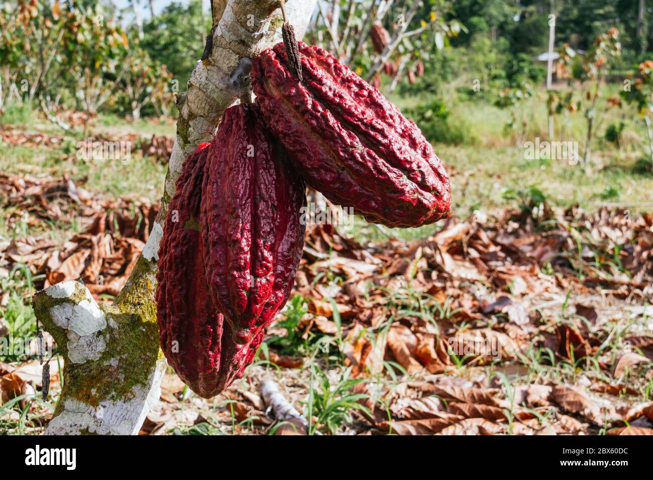 cocoa plantation, cocoa pod, cocoa plant, in the amazon, tropical ...