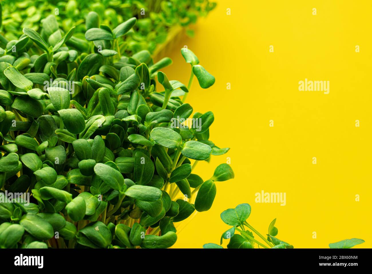 Micro green leaves close up against yellow background Stock Photo - Alamy