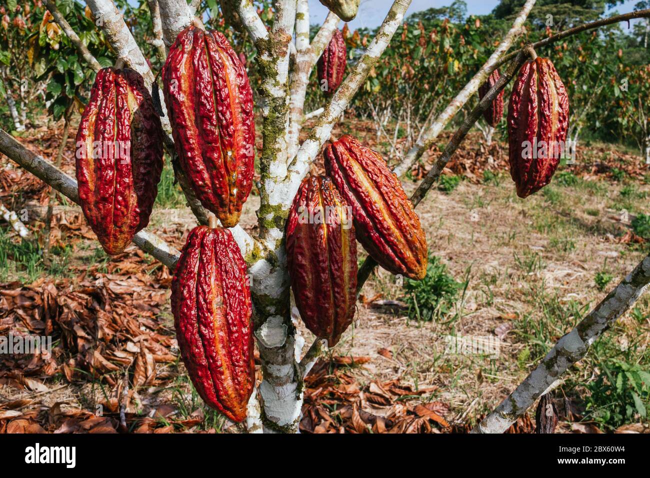 cocoa plantation, cocoa pod, cocoa plant, in the amazon, tropical ...