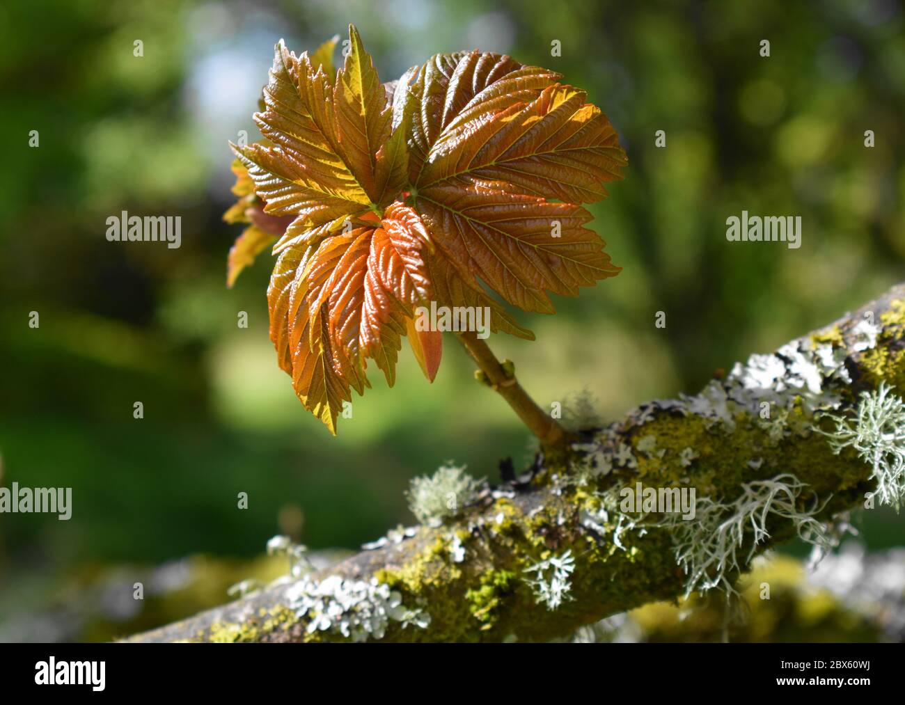 Sycamore leaf illustration hi-res stock photography and images - Alamy