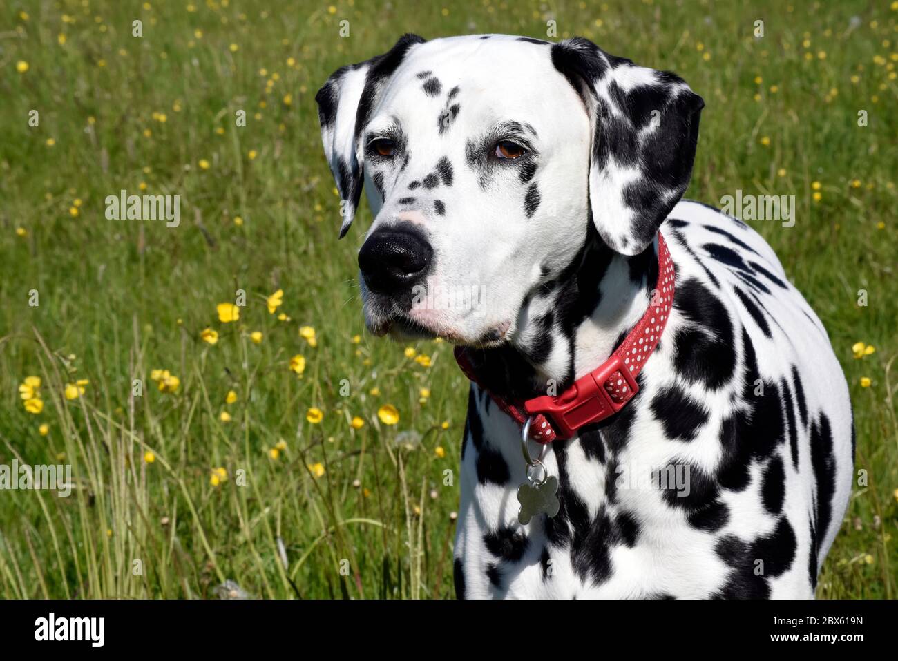 Dalmation spotty dog running and standing in wildflower meadow with ...