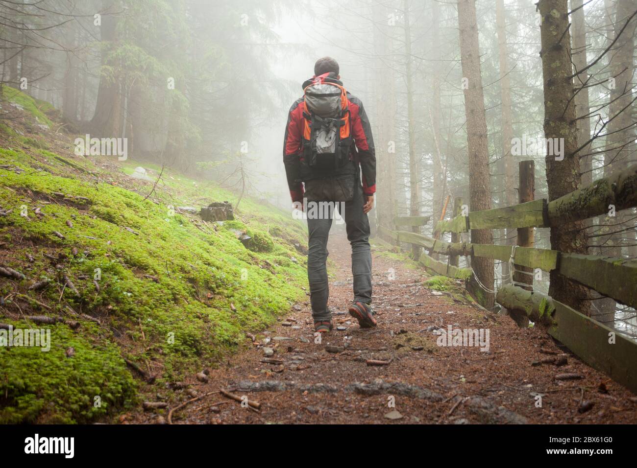 a man walking alone inside a forest in a foggy day Stock Photo - Alamy