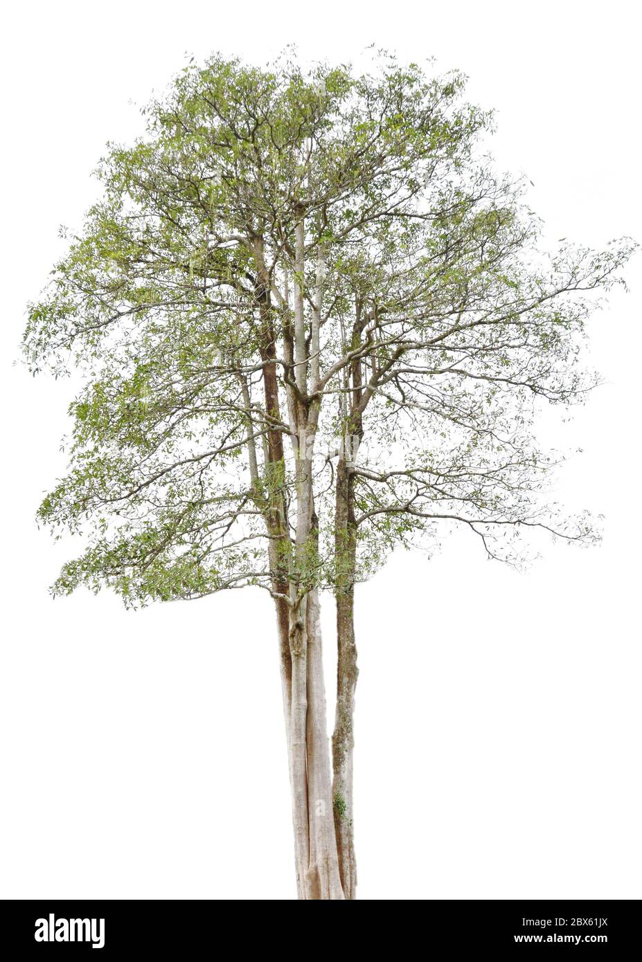 big tree on white background Stock Photo - Alamy