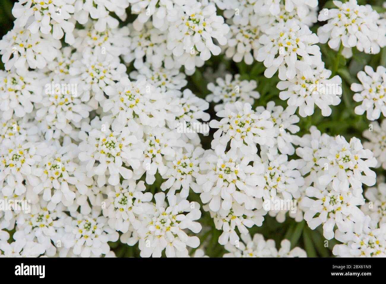 Many tiny white flowers hi-res stock photography and images - Alamy