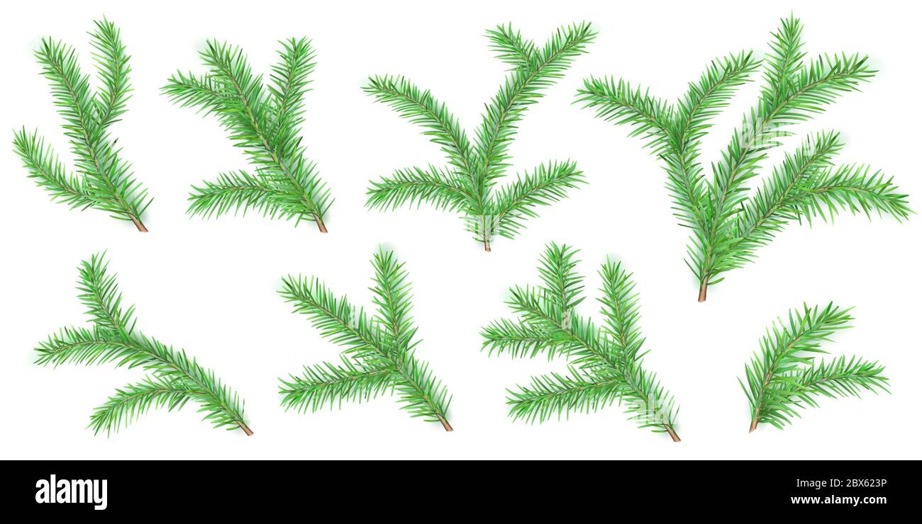 Tree branch shadows Stock Vector Images - Alamy