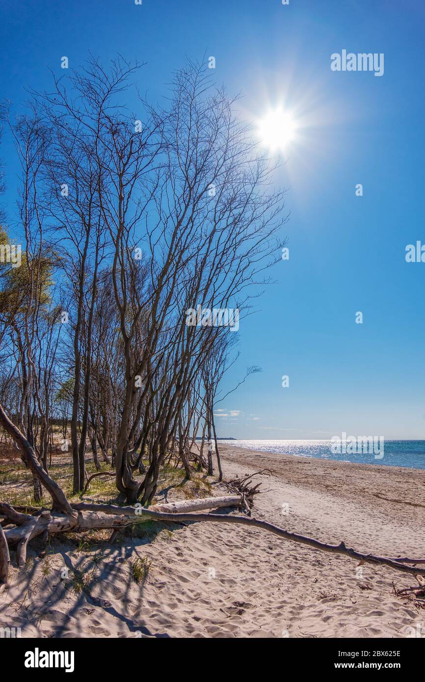 Landscape with trees on the Baltic Sea coast in Germany Stock Photo - Alamy
