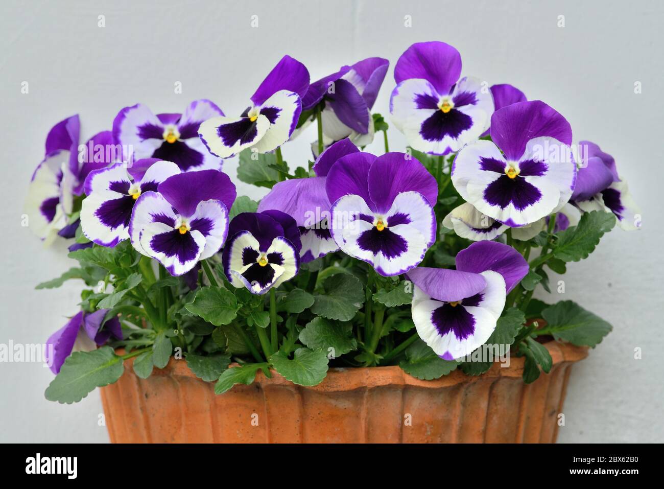 Blue pansies hi-res stock photography and images - Alamy