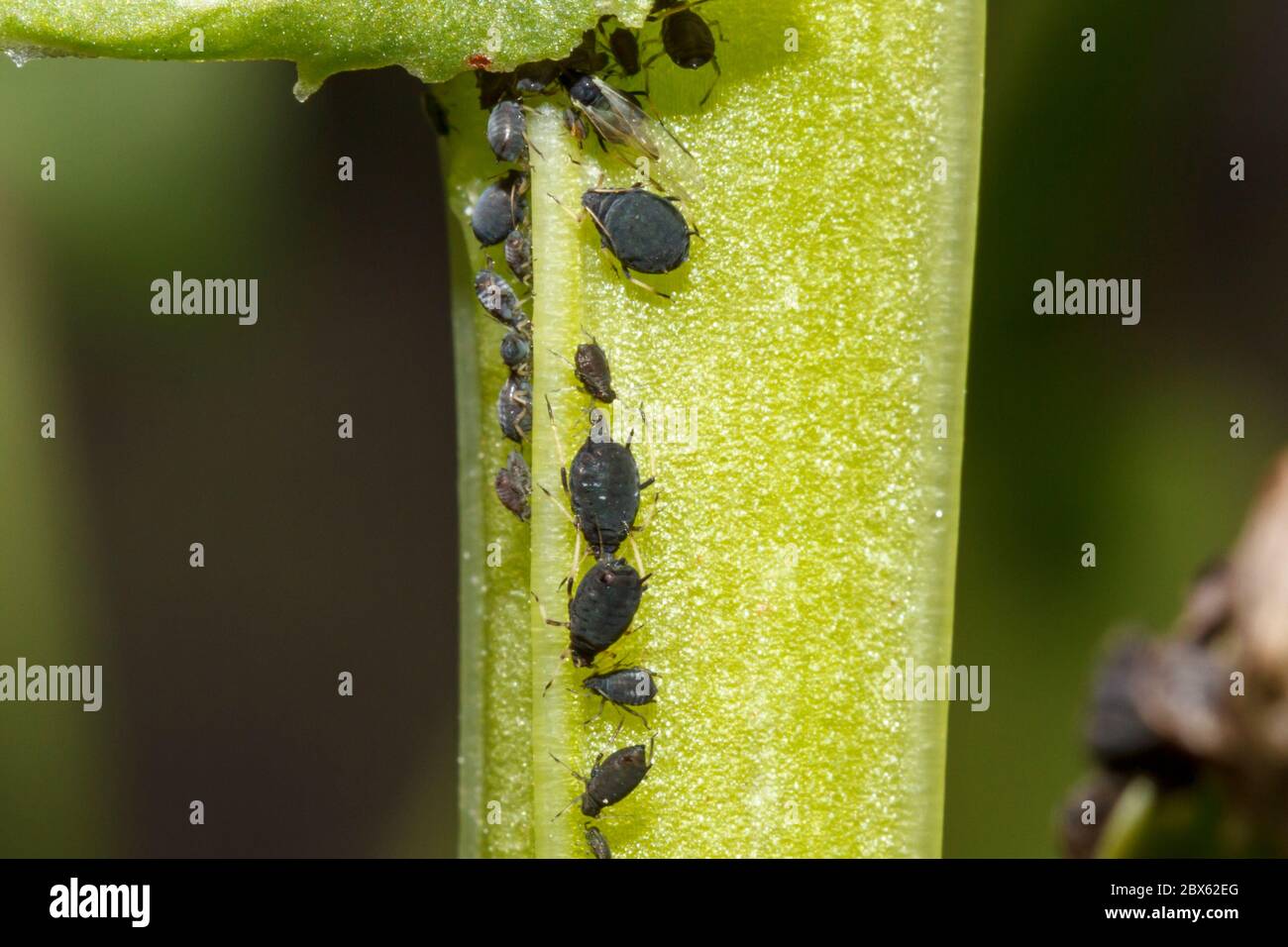Black bean aphids (Aphis fabae Stock Photo - Alamy