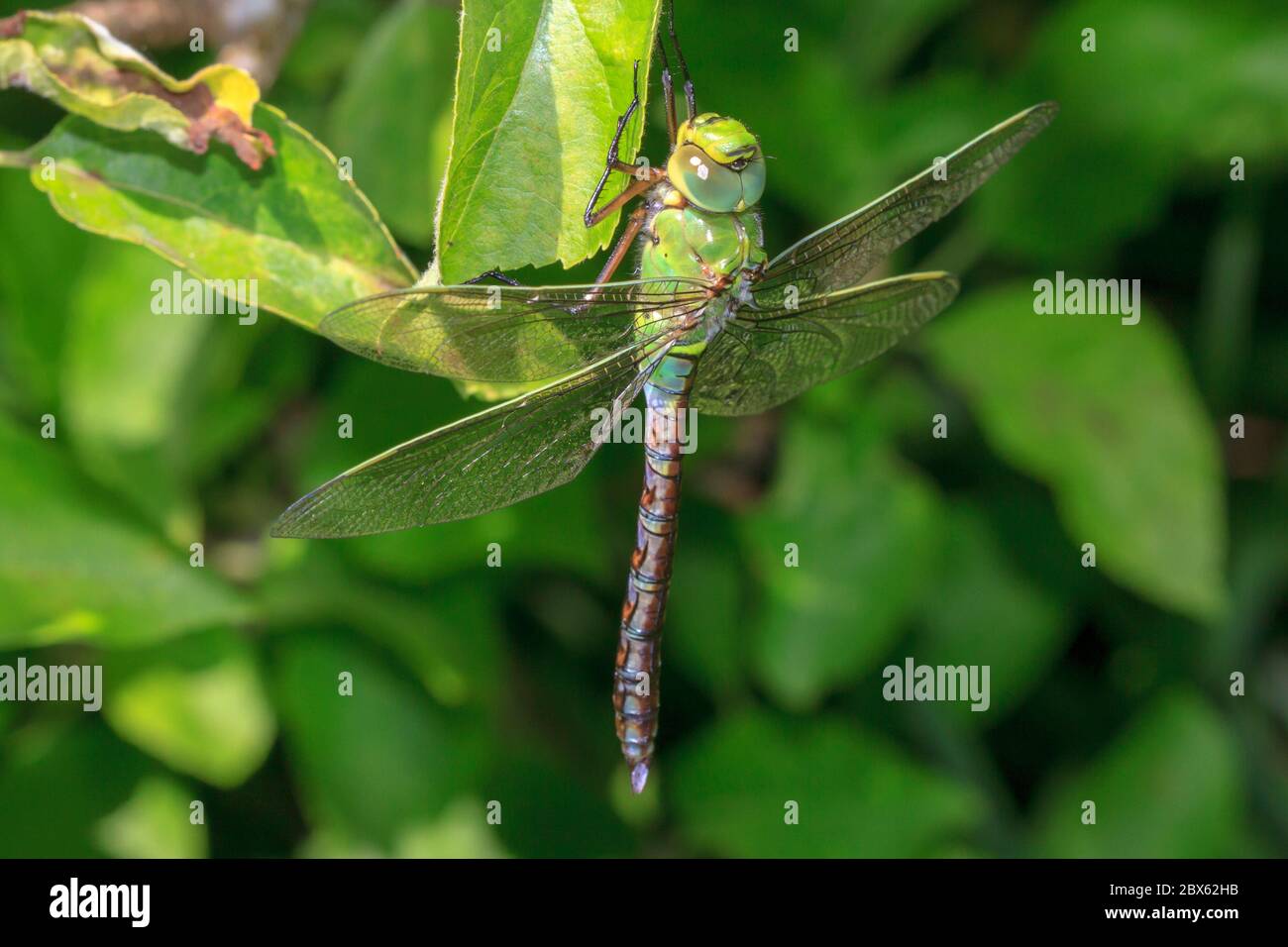 Emperor dragonfly and uk hi-res stock photography and images - Alamy