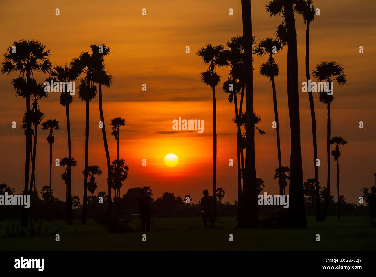 silhouette palm trees on sunset Stock Photo - Alamy