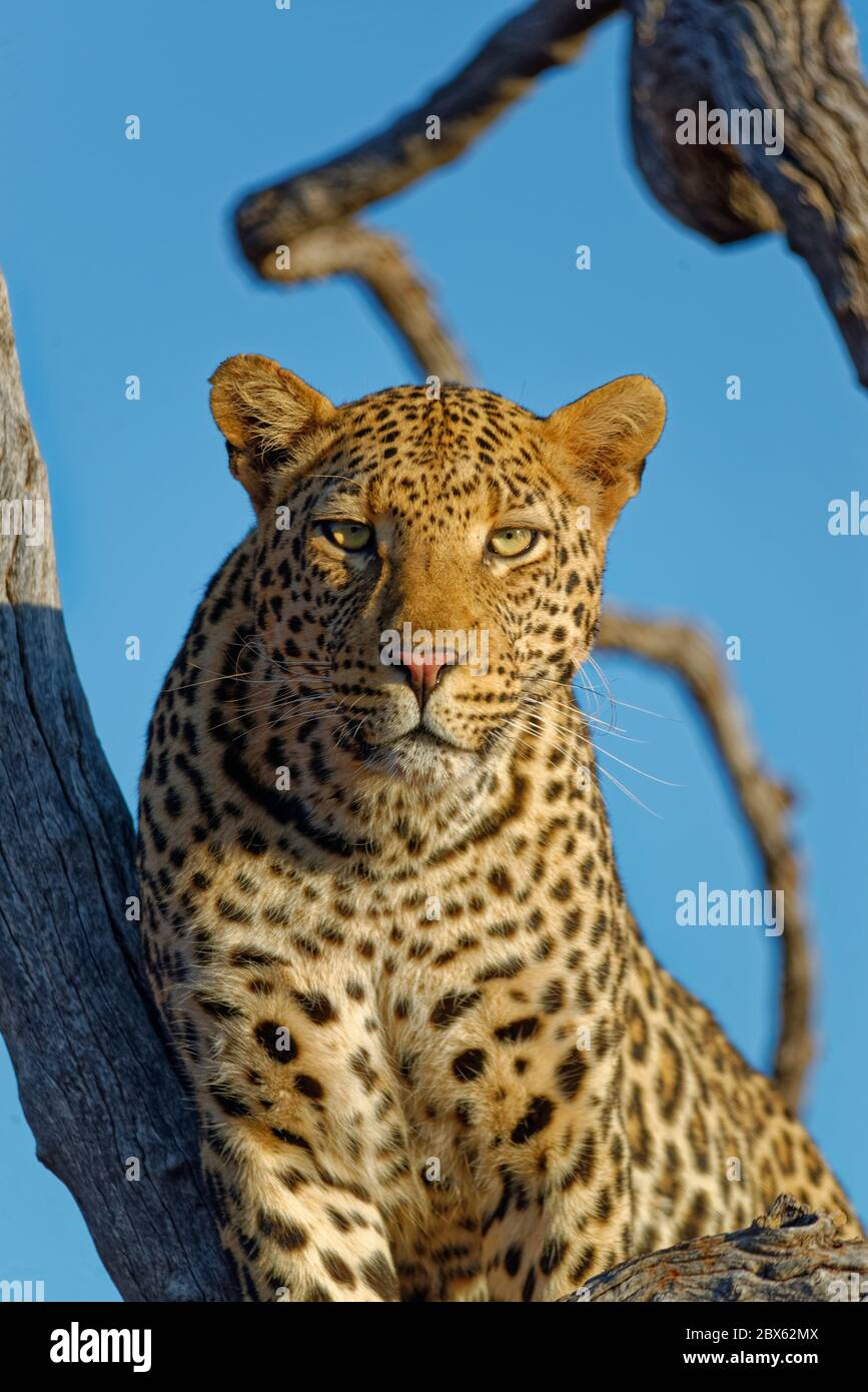 A beautifully marked Female Leopard in a tree, staring intently at the ...
