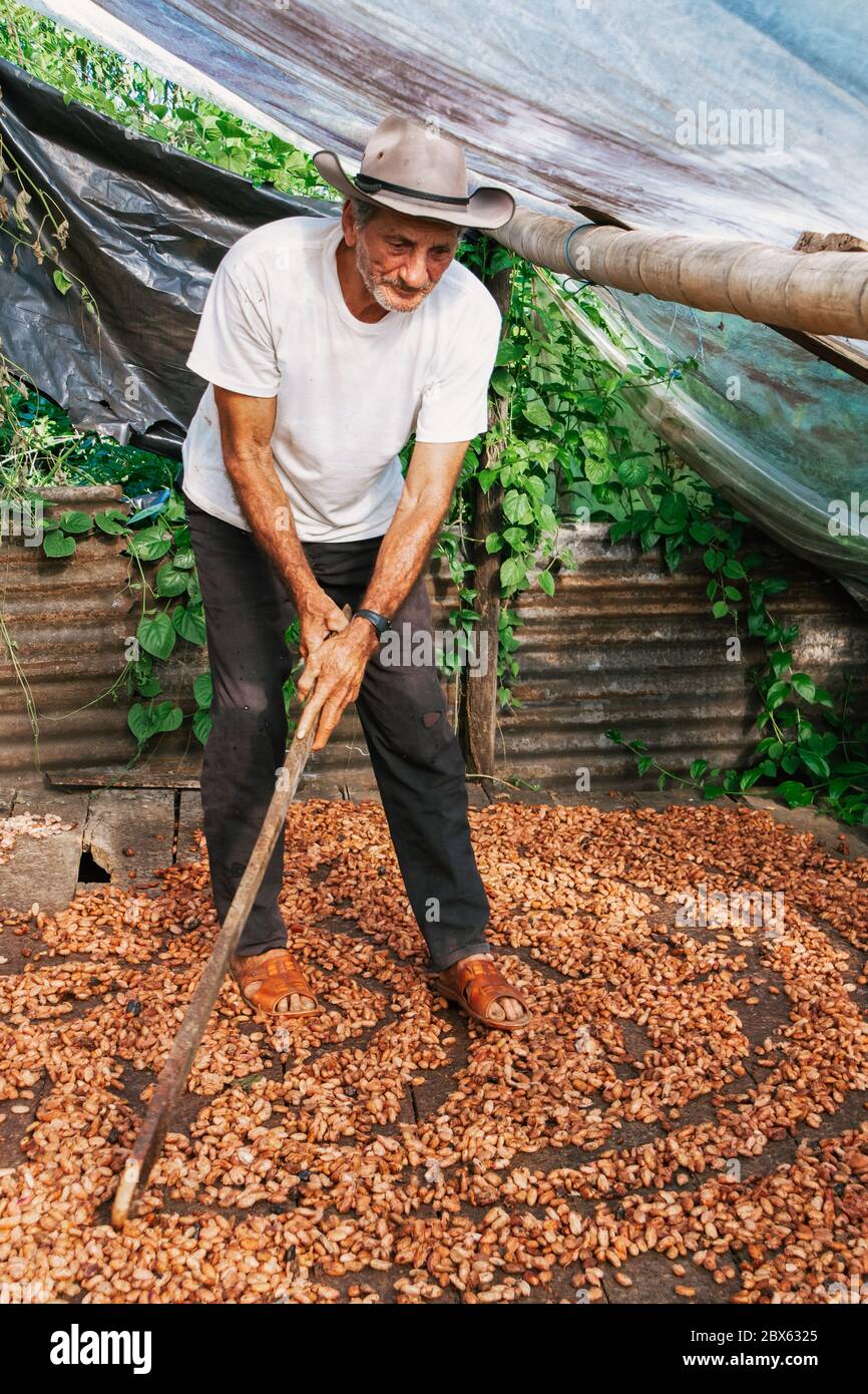 old man moving cocoa beans to dry, Ecuador Stock Photo - Alamy
