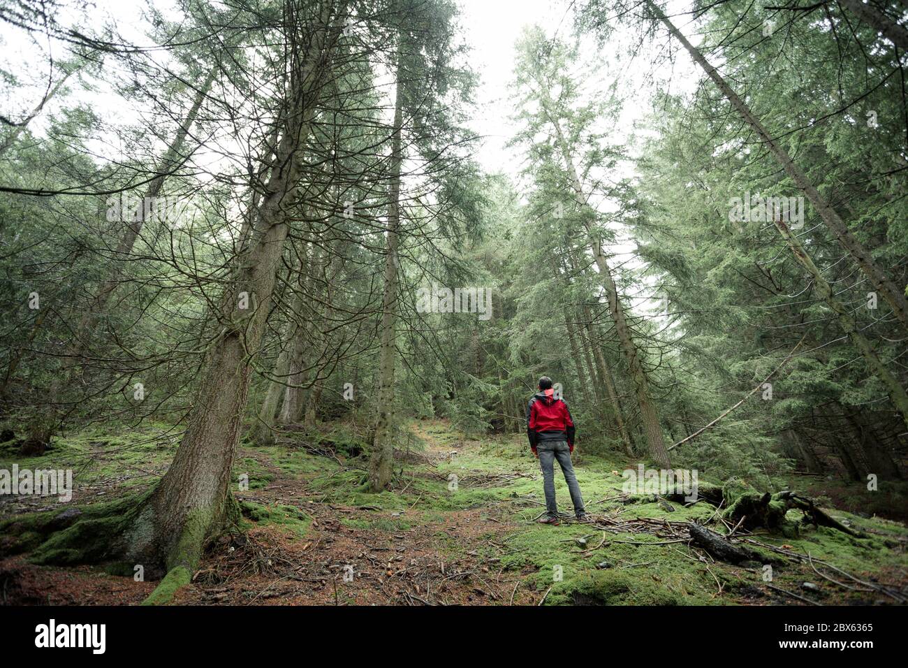 a man walking alone inside a forest in a foggy day Stock Photo - Alamy