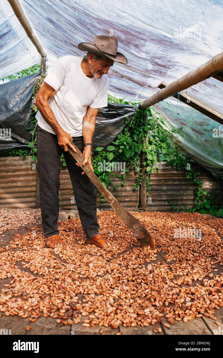 Bio cocoa beans hi-res stock photography and images - Alamy