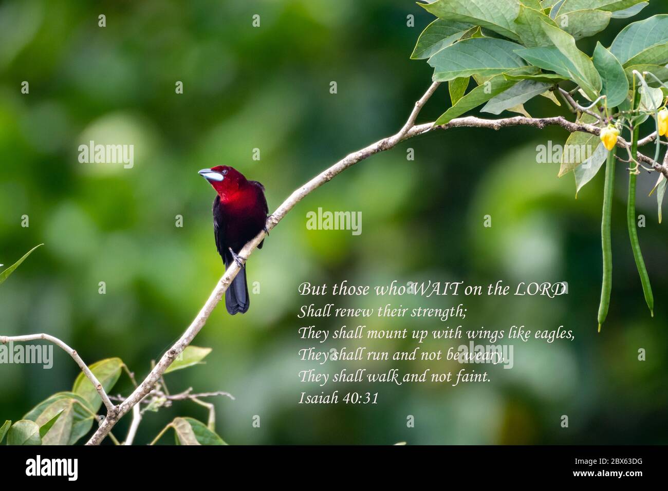 Inspirational, encouraging and uplifting Bible Verses printed on ...