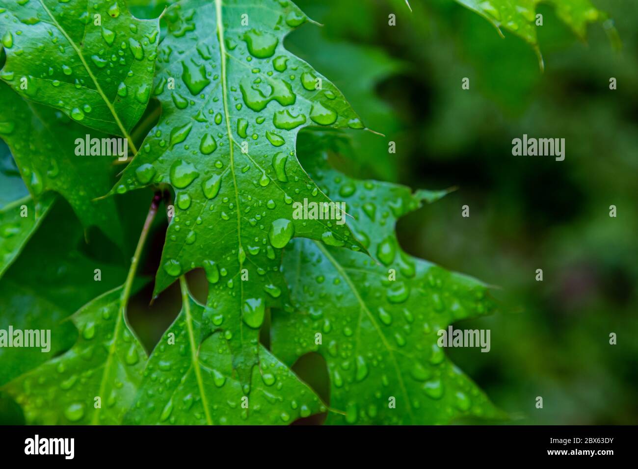 Water droplets from the rain rest on a bright green tree leaf, viewed ...