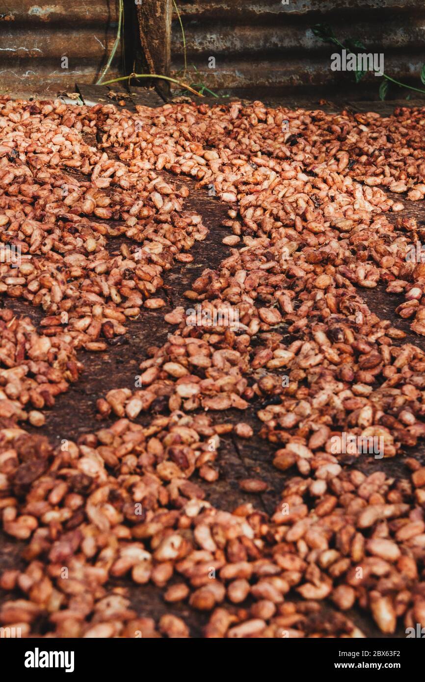 Cocoa bean fermentation hi-res stock photography and images - Alamy