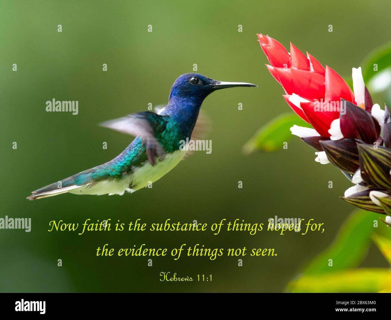 Inspirational, encouraging and uplifting Bible Verses printed on ...