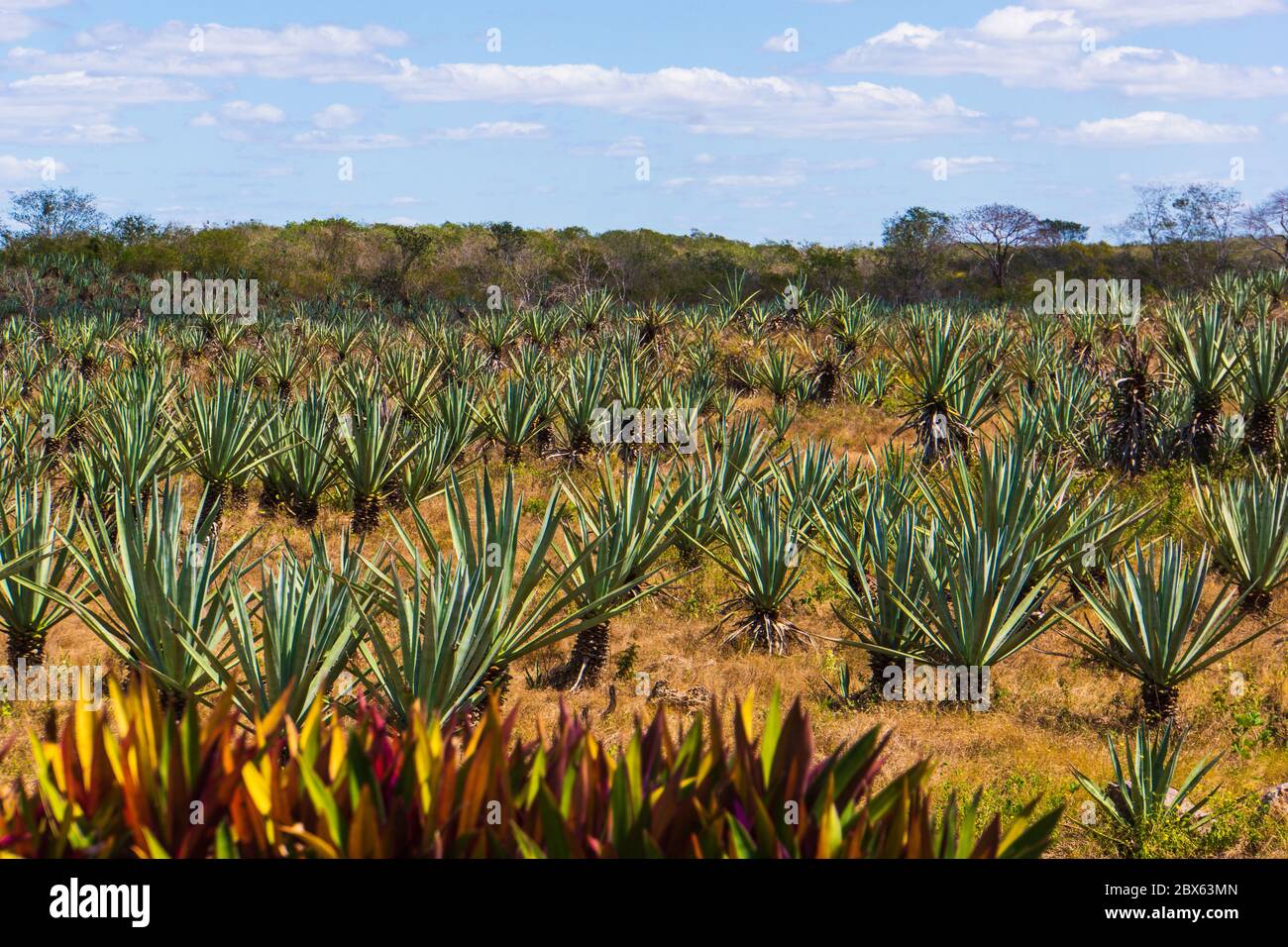 Sisal plant hi-res stock photography and images - Alamy