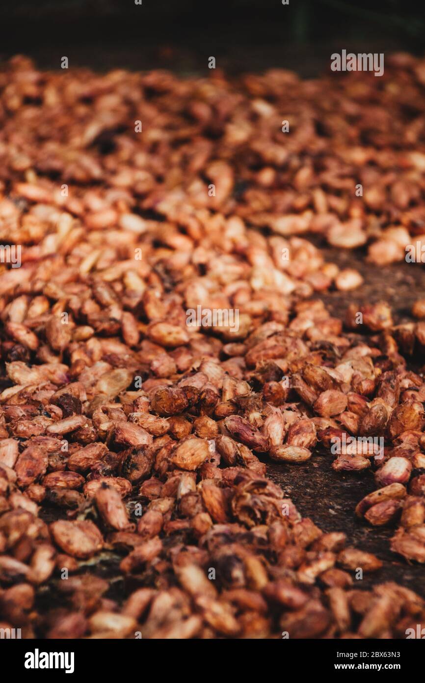 cocoa beans in natural drying process with the sun, ecuador Stock Photo ...