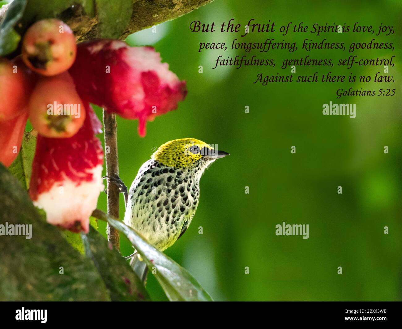 Inspirational, encouraging and uplifting Bible Verses printed on ...