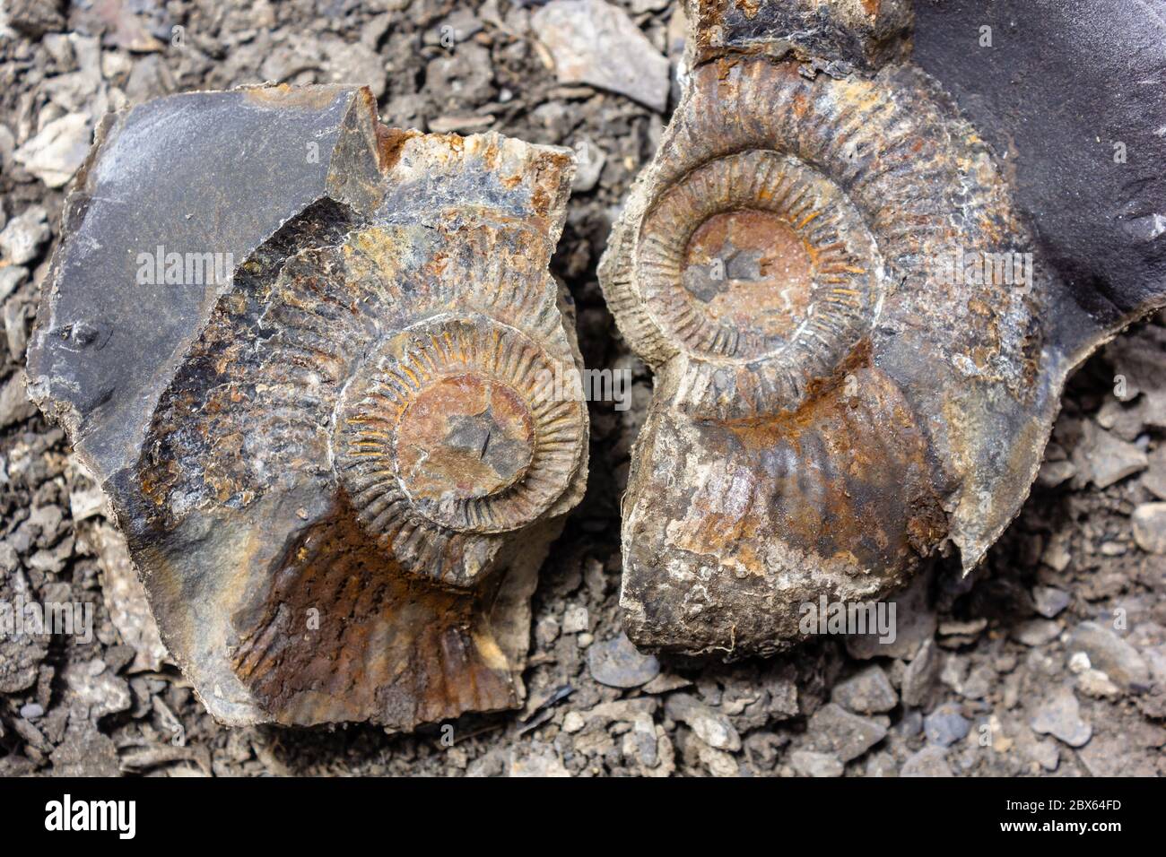 Ammonite species fossil fossils hi-res stock photography and images - Alamy
