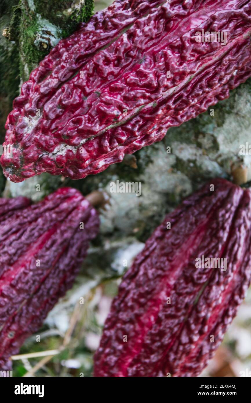 cocoa plantation, cocoa pod, cocoa plant, in the amazon, tropical ...