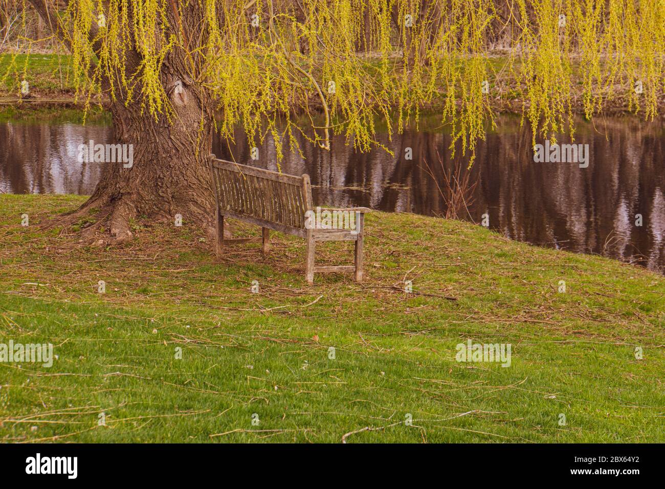 wooden bench to sit on underneath a large willow tree at the pond in ...