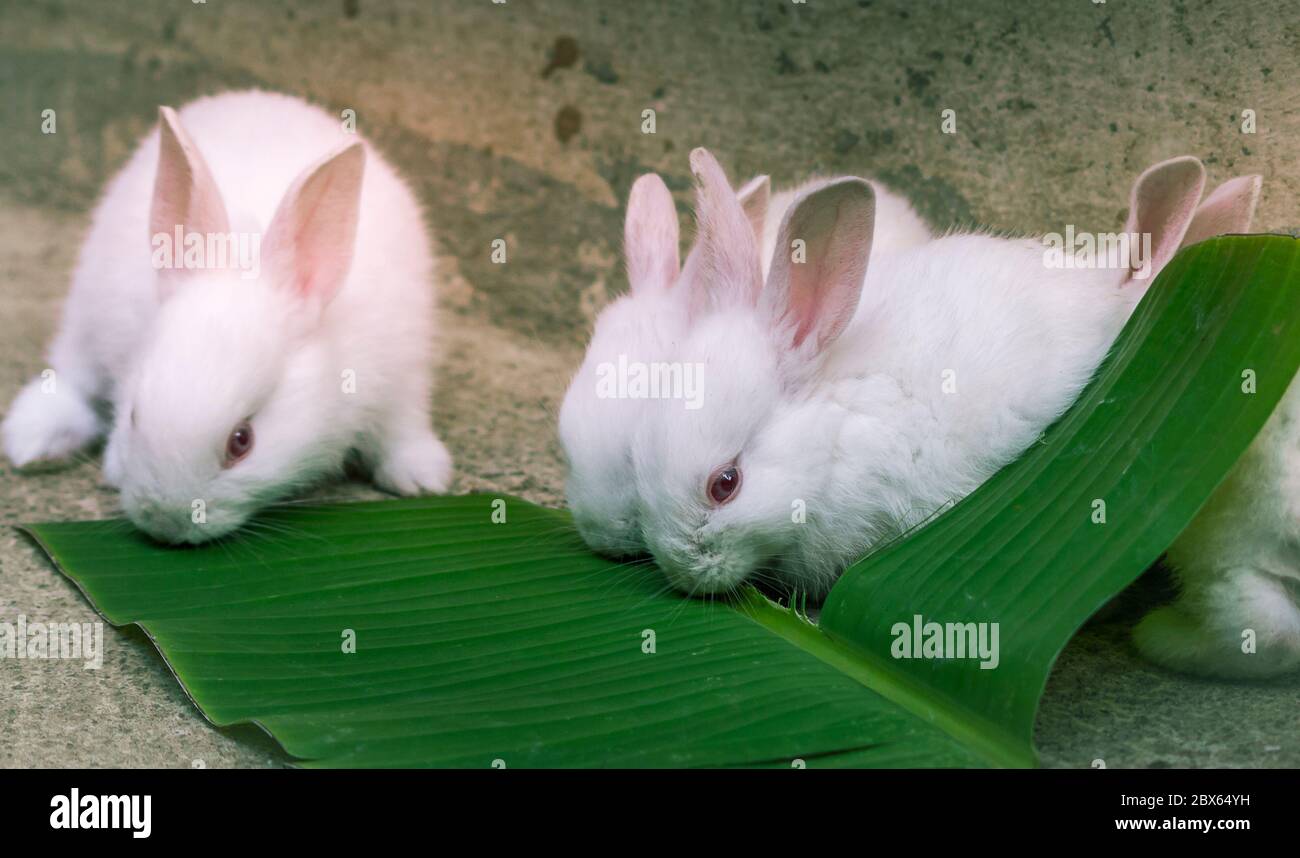 Cute and beautiful bunnies playground Stock Photo - Alamy