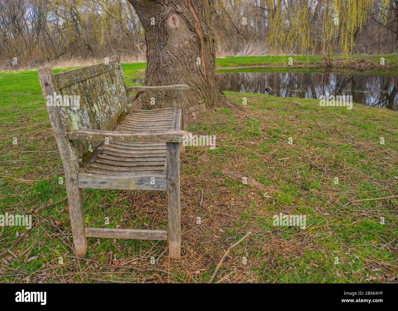 wooden bench to sit on underneath a large willow tree at the pond in ...