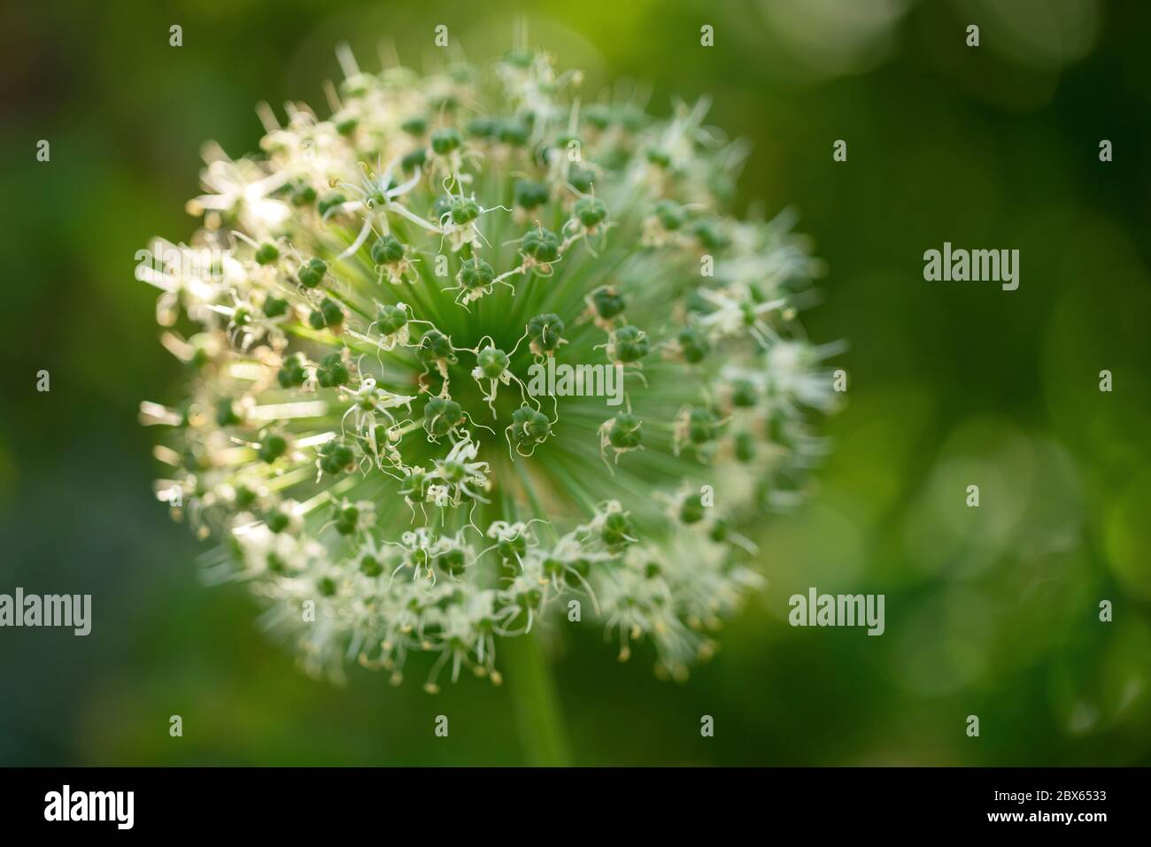 An Allium flowering in late spring sunlight, UK Stock Photo - Alamy