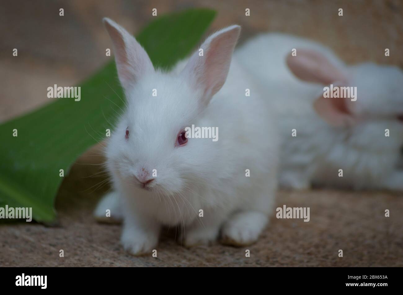 Cute and beautiful bunnies playground Stock Photo - Alamy