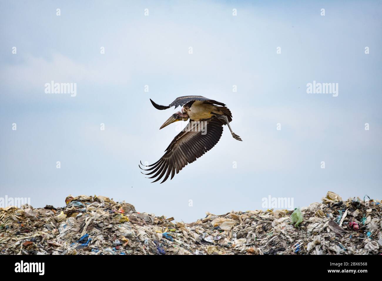 Largest stork in the world hi-res stock photography and images - Alamy