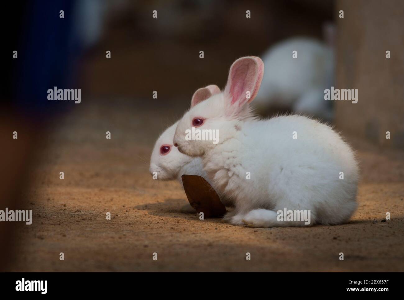 Cute and beautiful bunnies playground Stock Photo - Alamy
