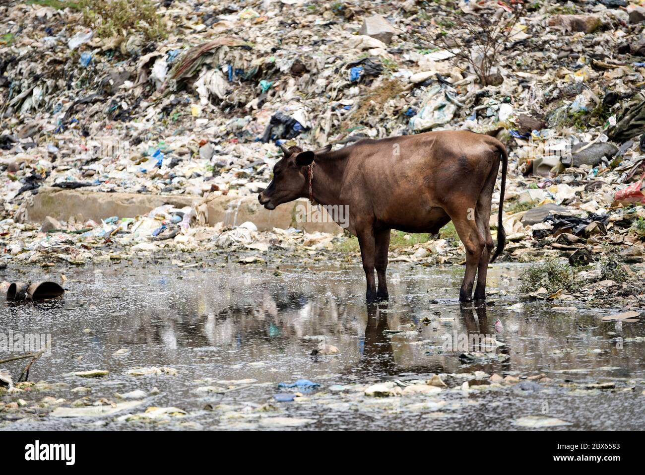 Guwahati, Assam, India. 5th June, 2020. A cow standing on one of the ...