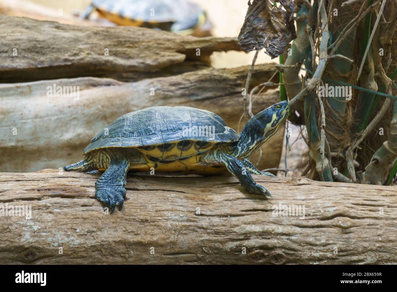 Turtle in a Zoo in Lower Bavaria Germany Stock Photo - Alamy