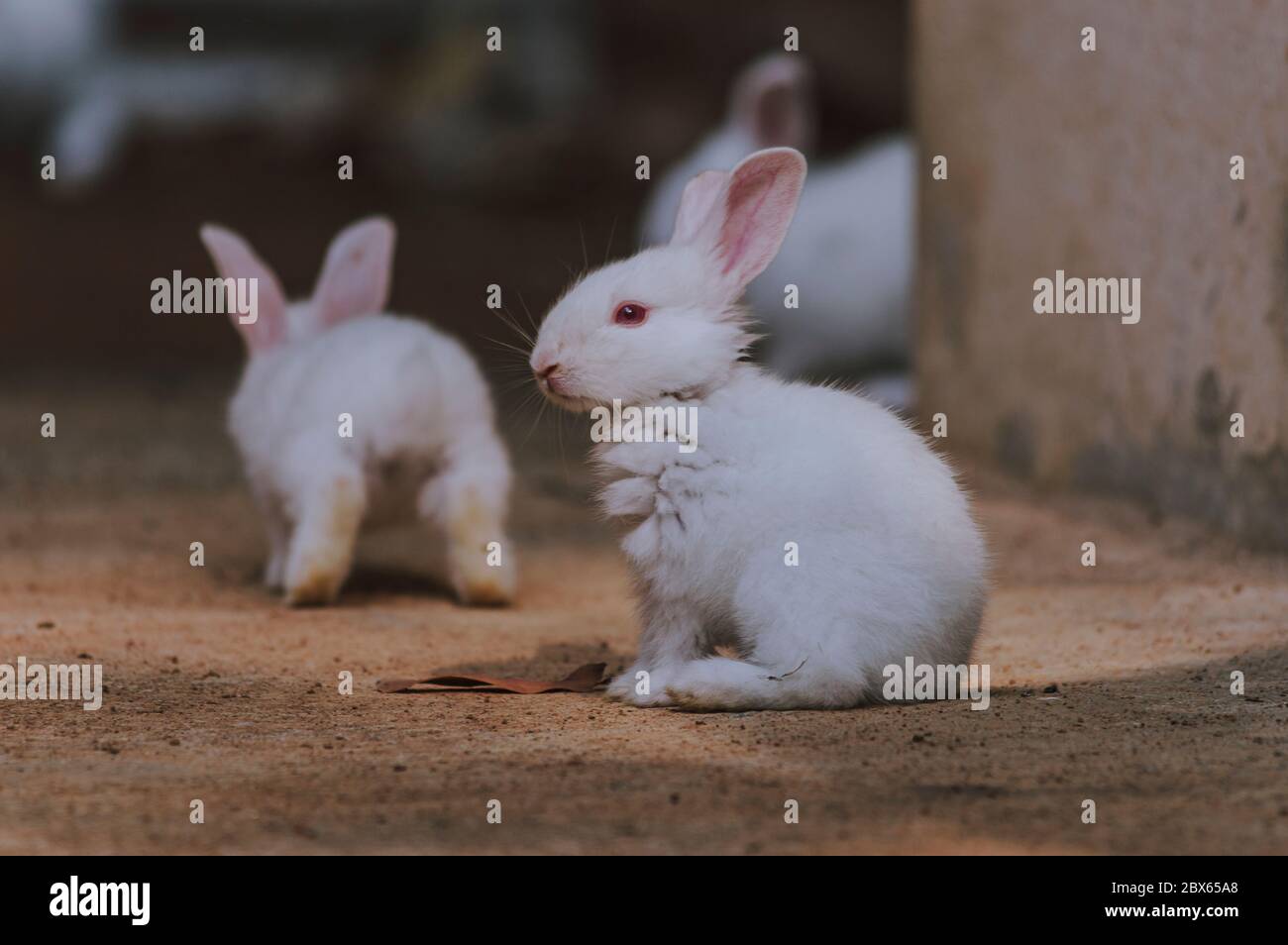 Cute and beautiful bunnies playground Stock Photo - Alamy