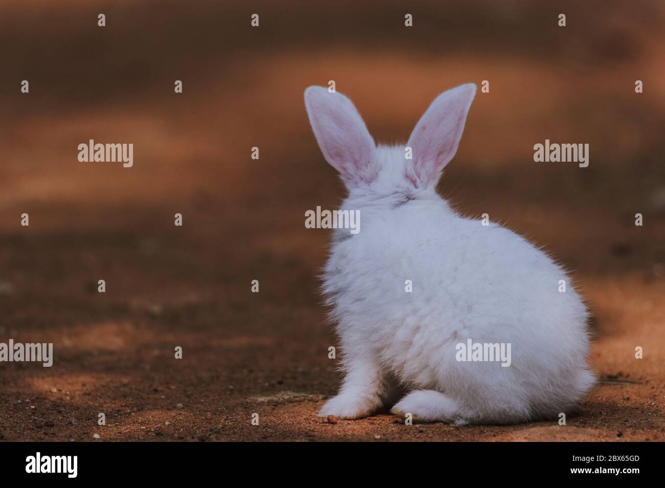 Cute and beautiful bunnies playground Stock Photo - Alamy