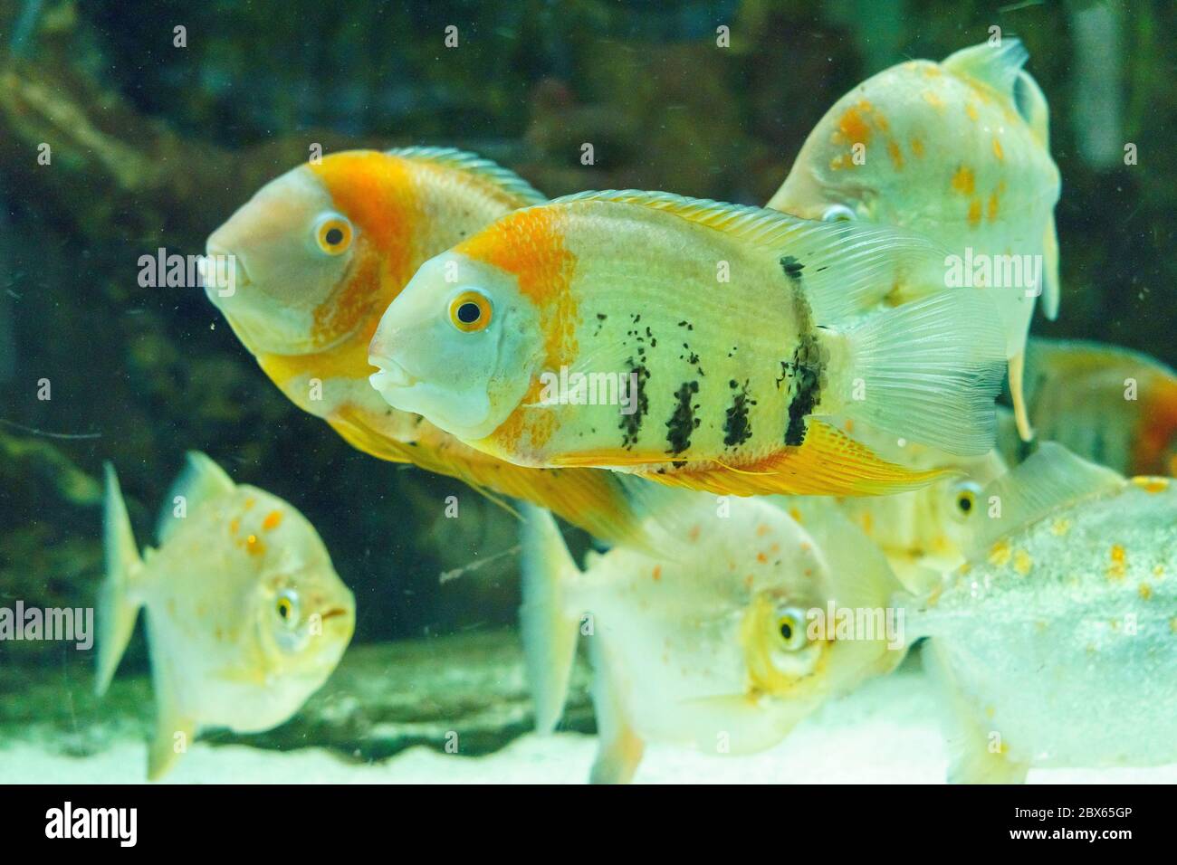 Fish in an Aquarium in a Zoo in Lower Bavaria Germany Stock Photo - Alamy