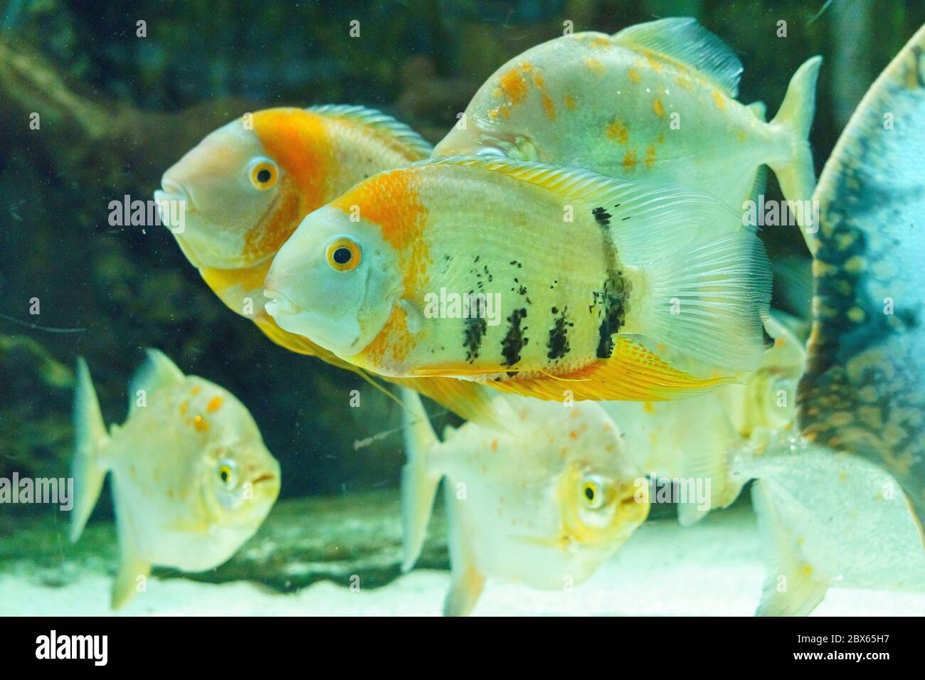 Lobster fish for aquarium hi-res stock photography and images - Alamy