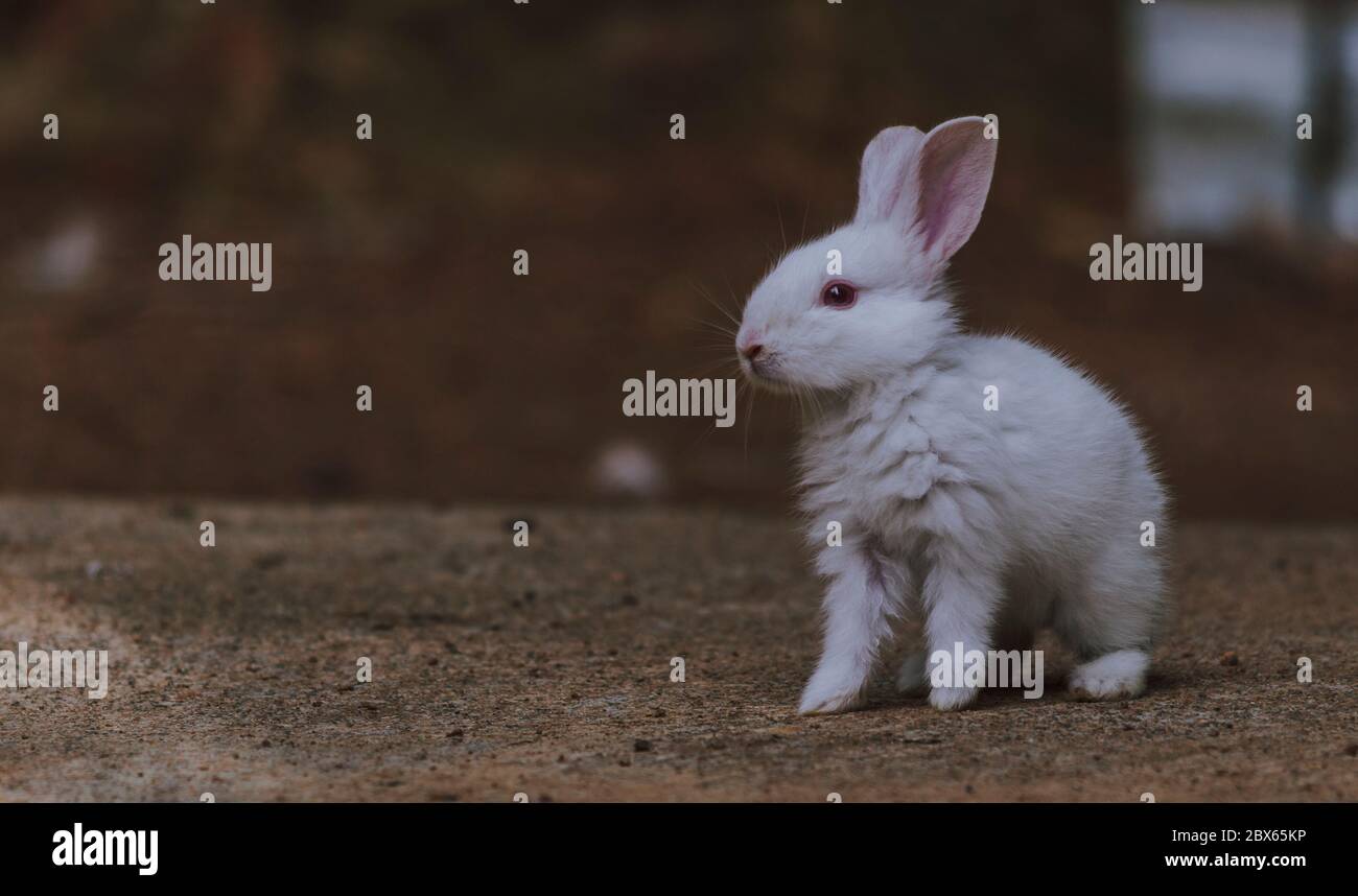 Cute and beautiful bunnies playground Stock Photo - Alamy